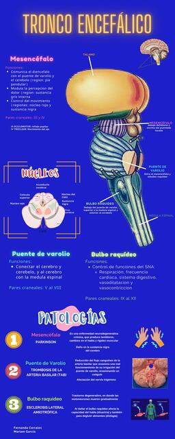 Infografía Tronco encefalico | Carla García Pardo | uDocz
