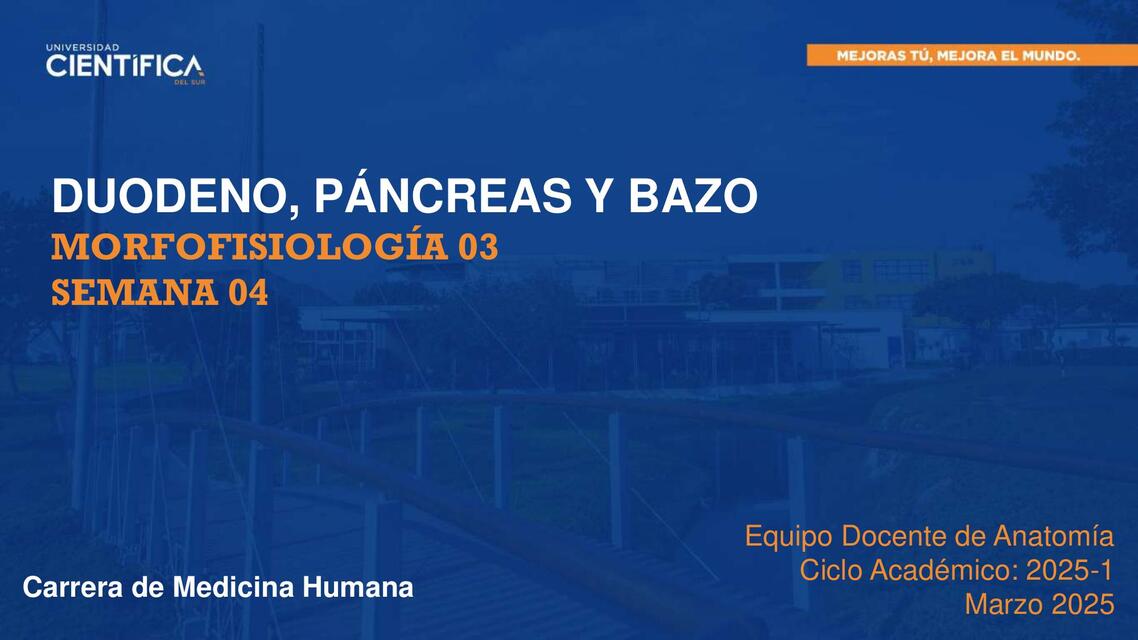 Flashcards de PPT ANATOMÍA MORFOFOSIOLOGIA III - SEMANA 04 (Duodeno, páncreas y bazo) | Por ...