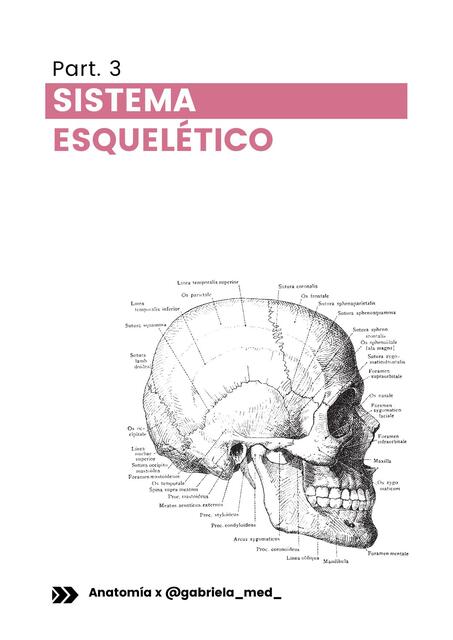 Generalidades anatomía composición sistema esque | Gabriela | uDocz