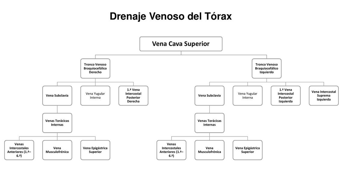 SISTEMA VENOSO DEL TÓRAX ESQUEMAS | Victoria | uDocz