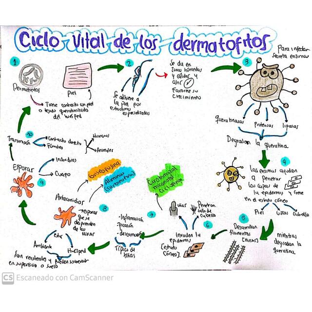 ciclo de vida de los dermatofitos | Angelica Maria | uDocz