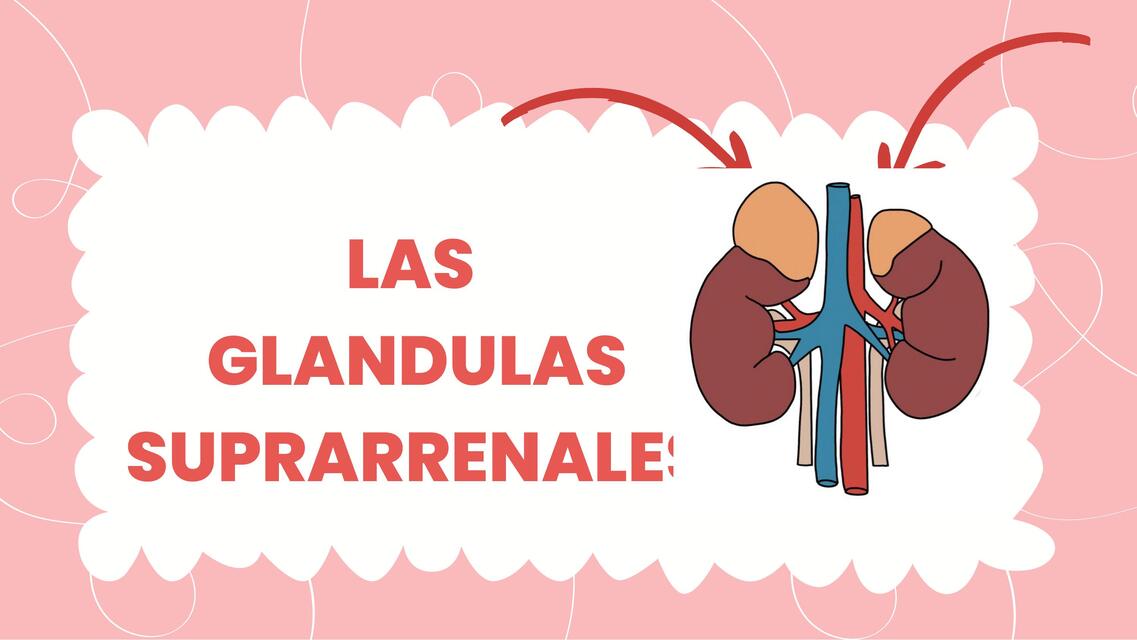 Glándulas suprarrenales Timo | Elizabeth | uDocz