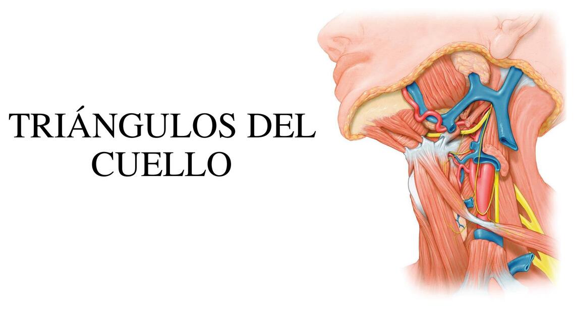 Flashcards de TRIANGULOS DEL CUELLO NICOL | Por Nicol Espinoza ...