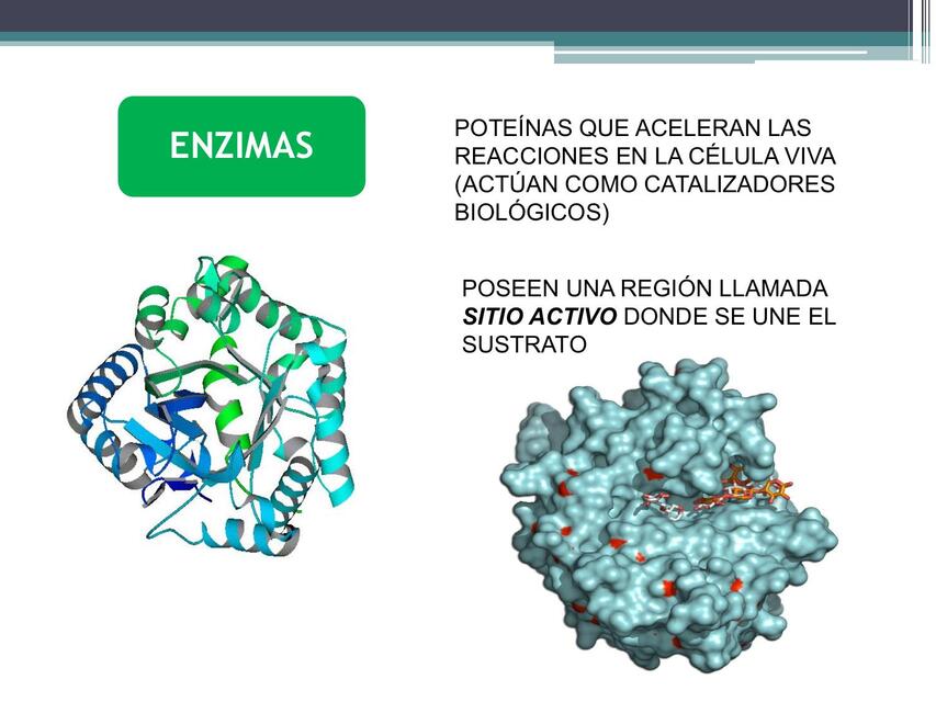 ENZIMAS CLASE 5 ppt | Luz Daniela | uDocz
