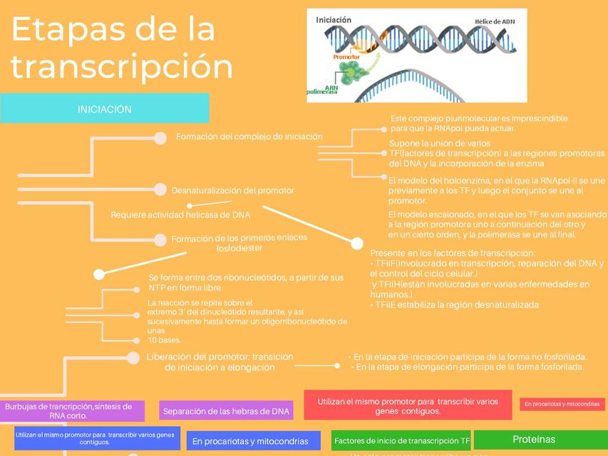 Etapas de la transcripción ADN - mapa mental | Medical noteeeees | uDocz