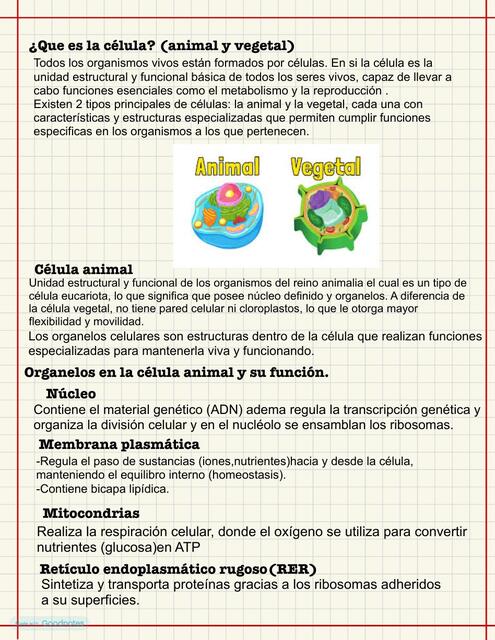 Flashcards de La celula | Por diane | uDocz