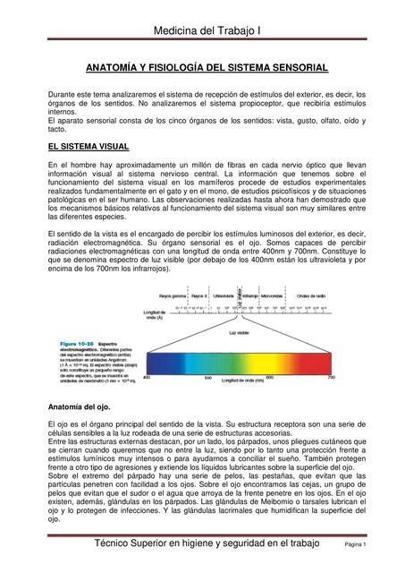 Sistema sensorial | Ramon Jesus Daniel | uDocz
