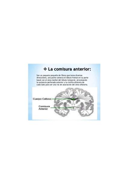 neuro1 | Angeles | uDocz