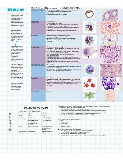 Inflamación Generalidades Células Involucradas | Más medicina | uDocz