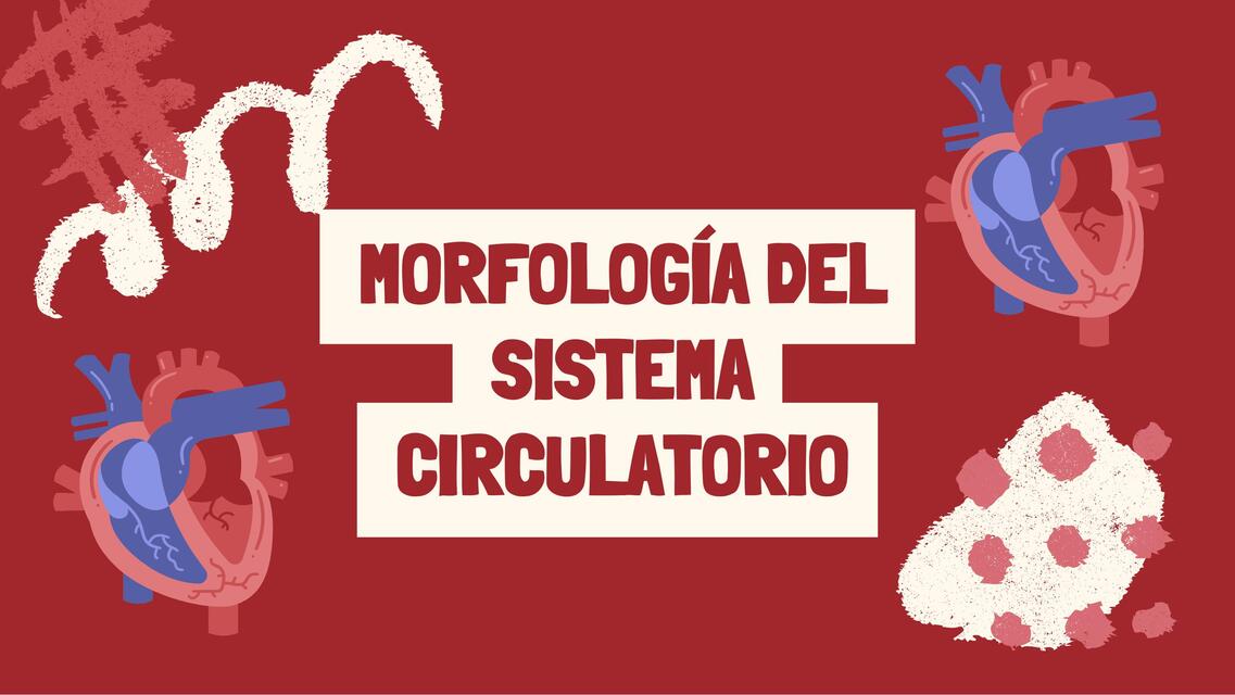 Flashcards de MORFOLOGIA DEL SISTEMA CIRCULATORIO | Por Nanda Gonzalez 💋 | uDocz