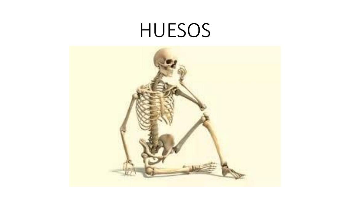 HUESOS TEJIDO OSEO | Monica Daz | uDocz