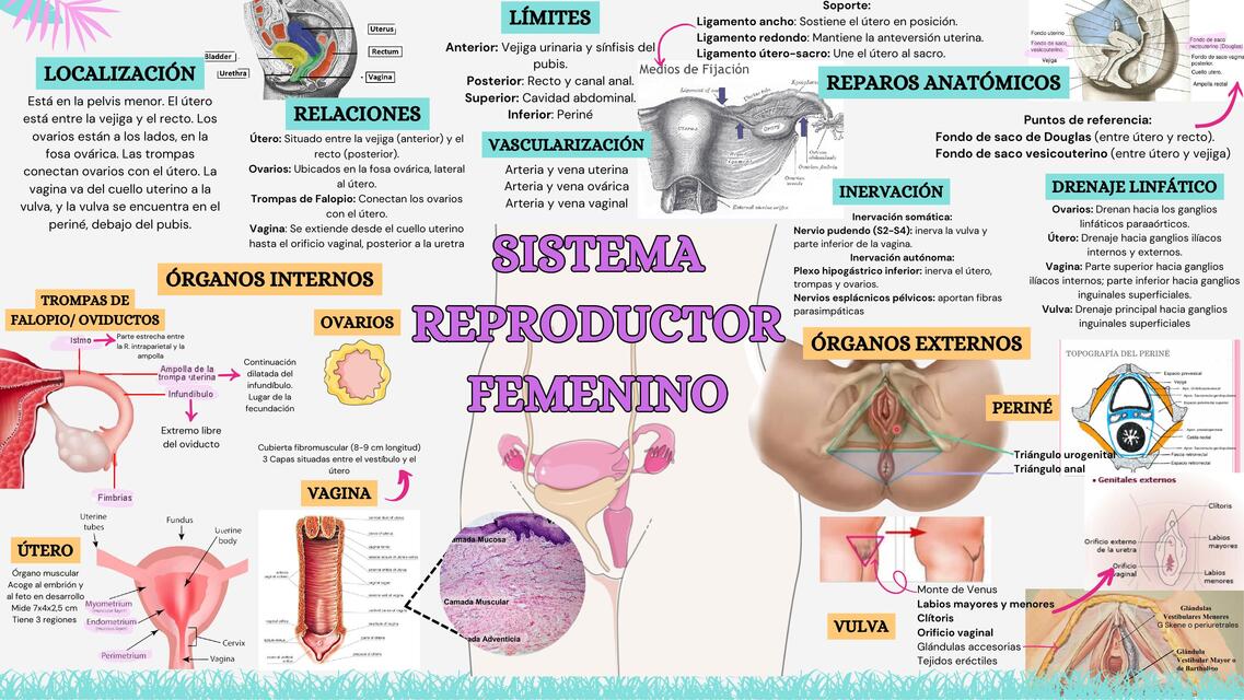 Mapa Mental Sistema reproductor femenino y masculino | Chels | uDocz