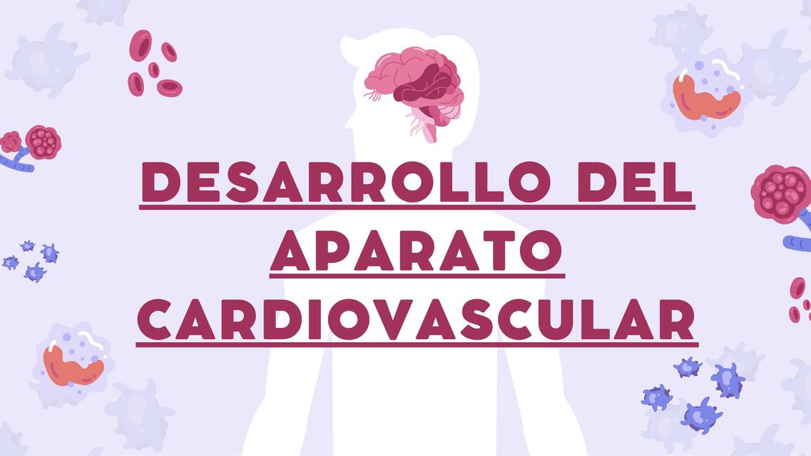 DESARROLLO DEL APARATO CARDIOVASCULAR | Leydi | uDocz