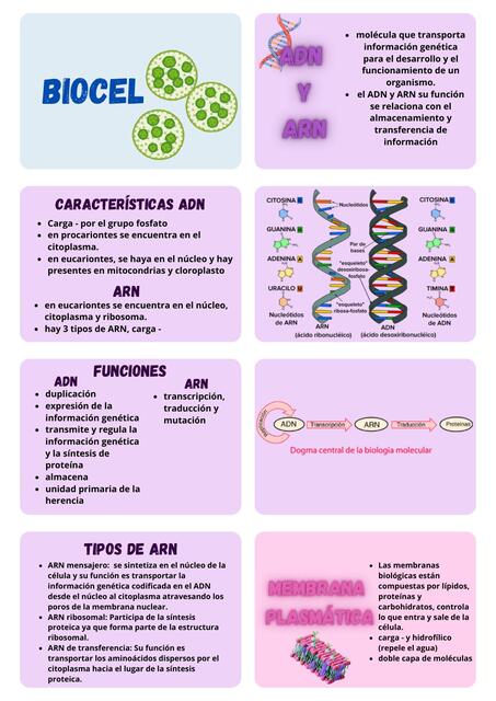 Flashcards de biocel | Por Lvsmartii | uDocz