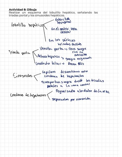 esquema del lobulillo | Tatiana Esmeralda | uDocz