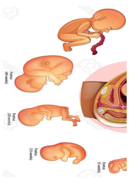 imagenes anatomía | Osvaldo Siñani Medina | uDocz