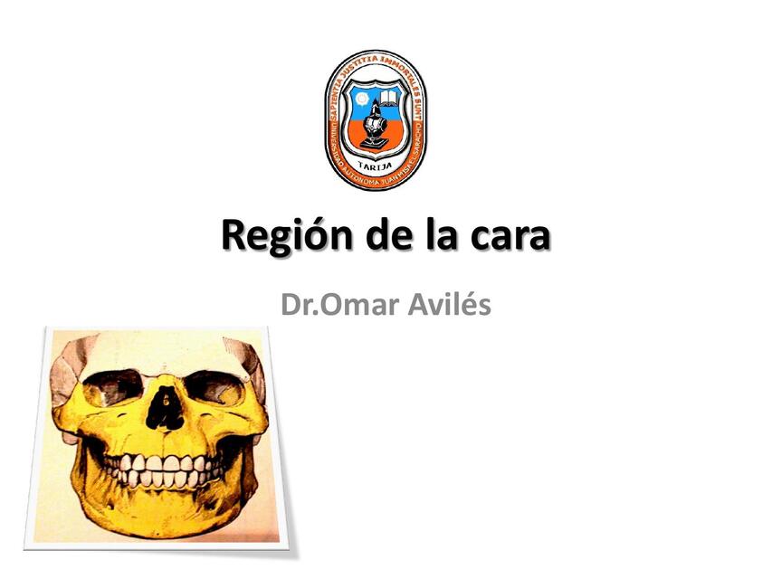 Huesos de la cara | Vargas | uDocz