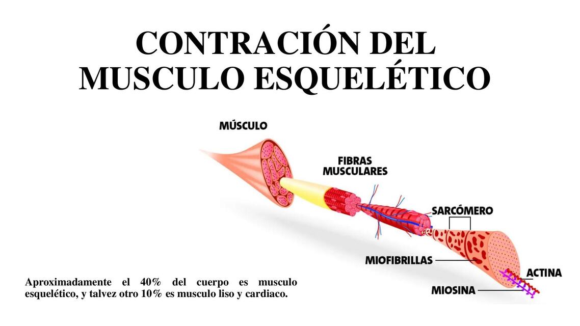 CONTRACIÓN DEL MUSCULO ESQUELÉTICO | Maite Mia | uDocz