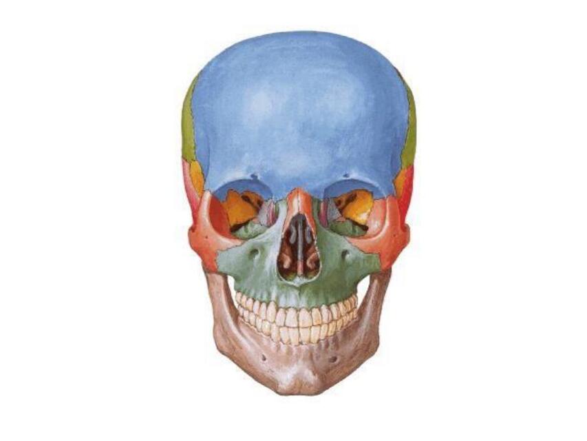 Netter sin rotular | Josefina | uDocz