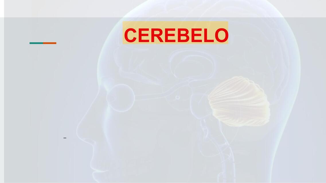 El Cerebelo | Anval | uDocz
