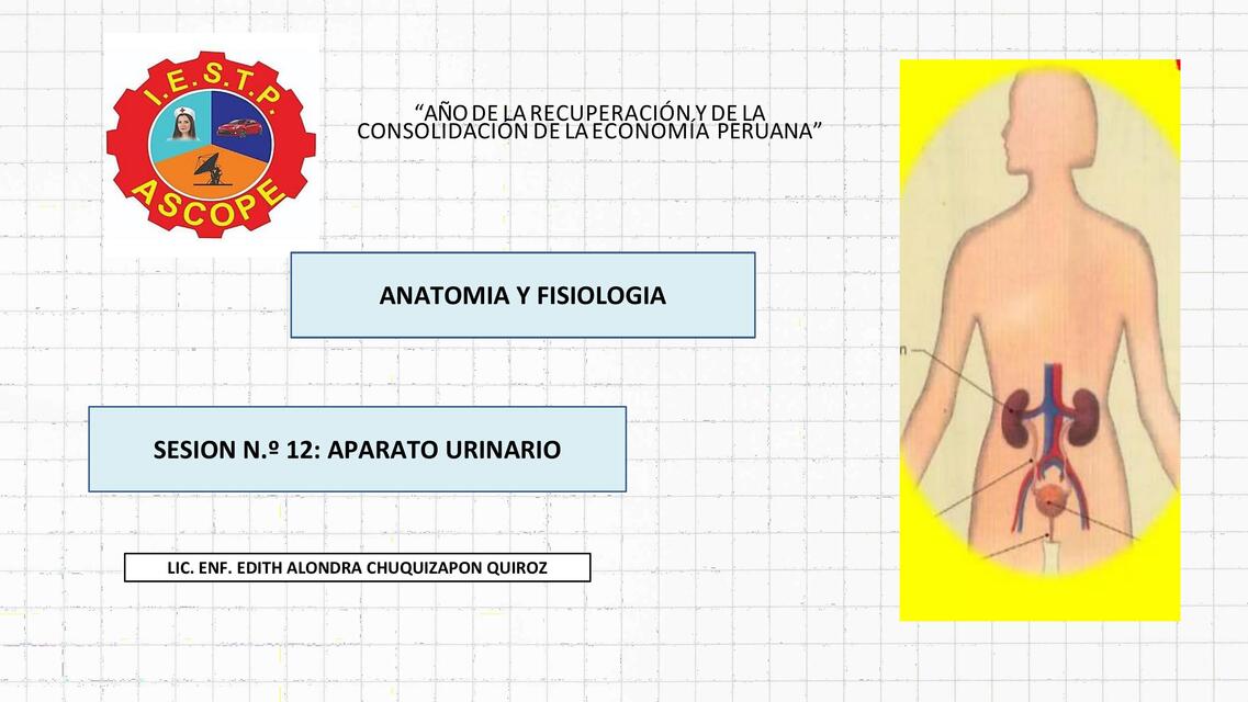 Aparato urinario | AriGa | uDocz