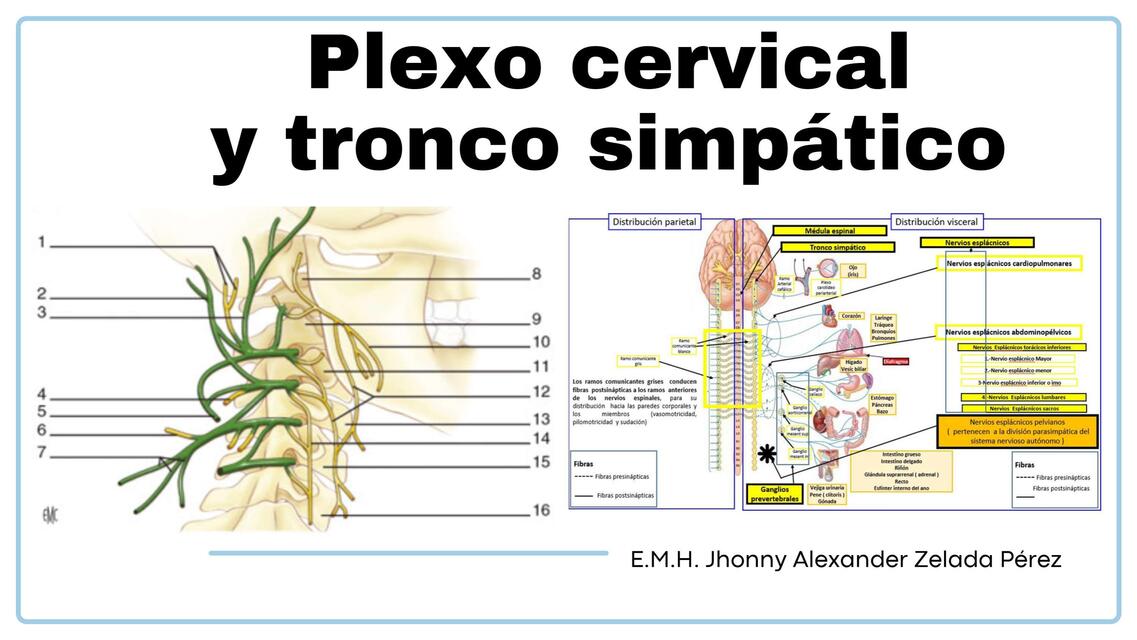Plexo cervical y tronco simpático cervical | Yossi | uDocz