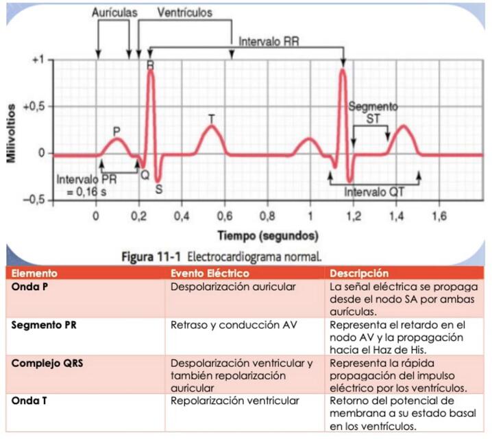 Ondas ECG | Consu Odonto :) | uDocz