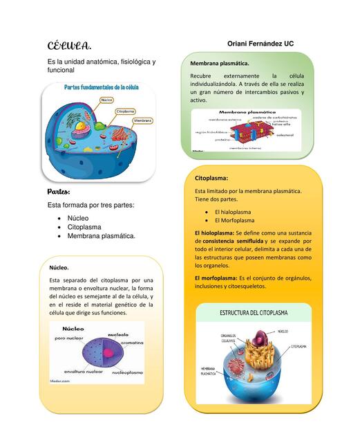 CÉLULA | Medi Resumenes | uDocz