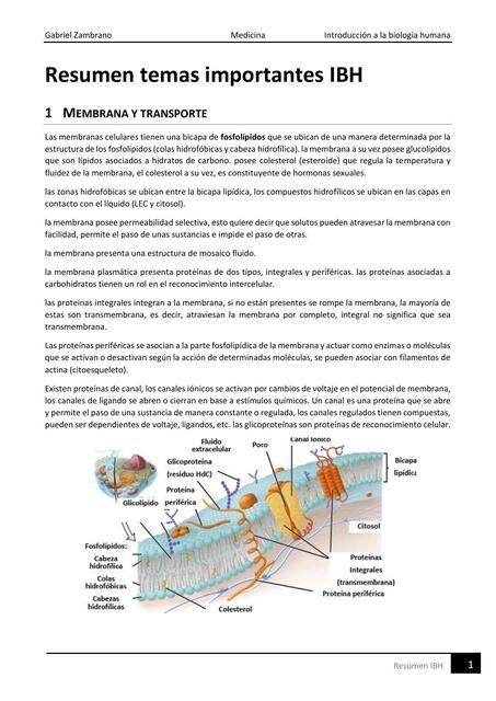 Flashcards de Resumen temas importantes IBH | Por Gabriel Ruiz | uDocz
