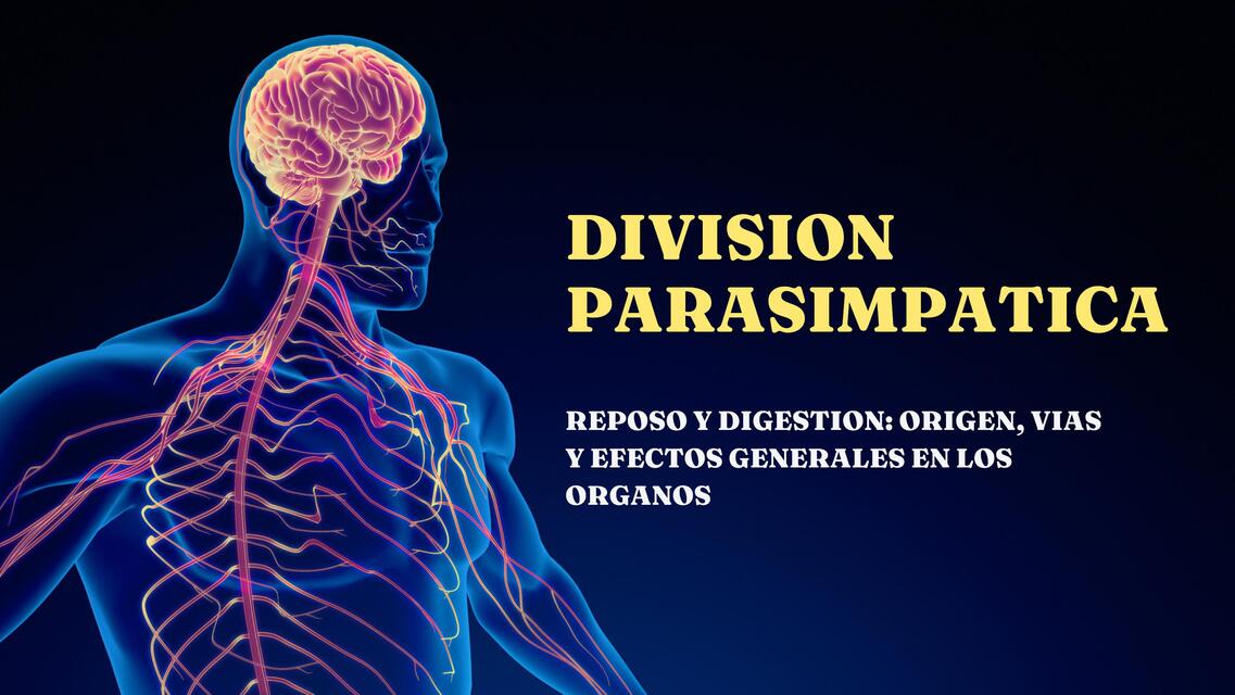 DIVISIÓN PARASIMPATICA | Nahomy | uDocz