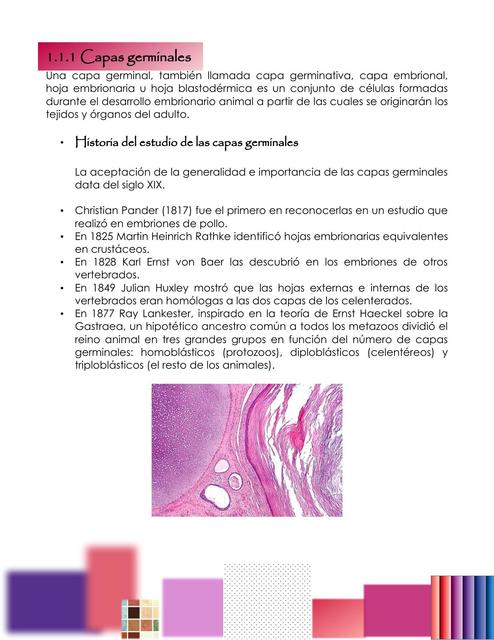 Capas Germinales | Alisson Reyes | uDocz