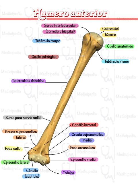 Anatomía del Húmero | Medicipedia | uDocz