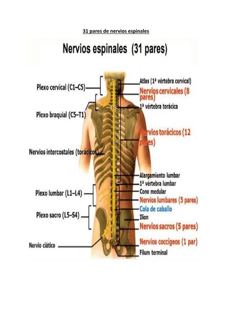Esquema de los 31 pares de nervios espinales | uDocz
