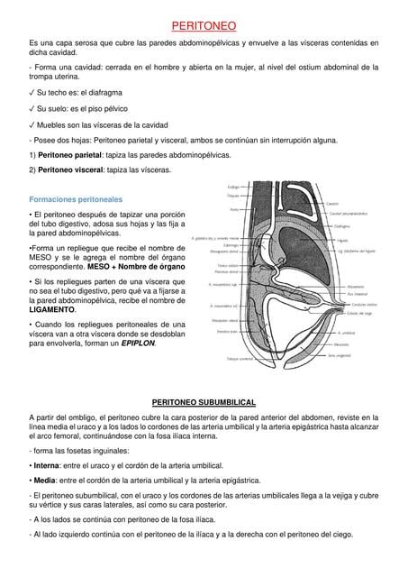 PERITONEO | Futuro Doctor | uDocz