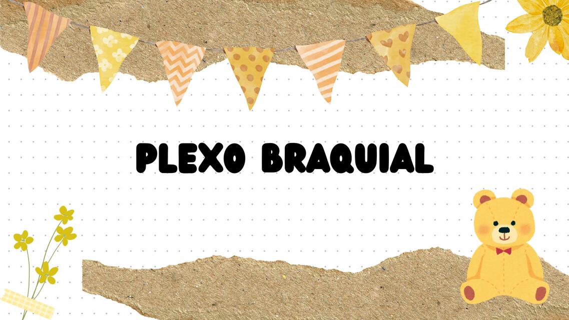 plexo braquial | MARIE MONTAÑO | uDocz