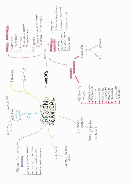 Región Cervical MAPA | Valentina Lopez | uDocz
