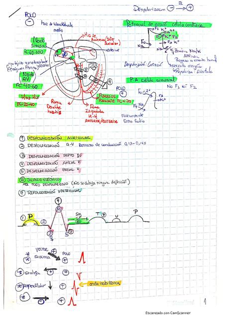 EKG APUNTES Y RESUMEN | @pasionmedicina | uDocz