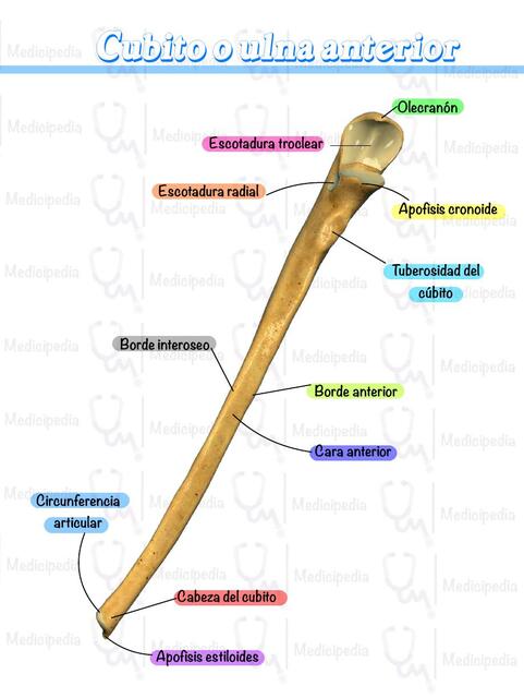 Anatomía del Cubito | Medicipedia | uDocz