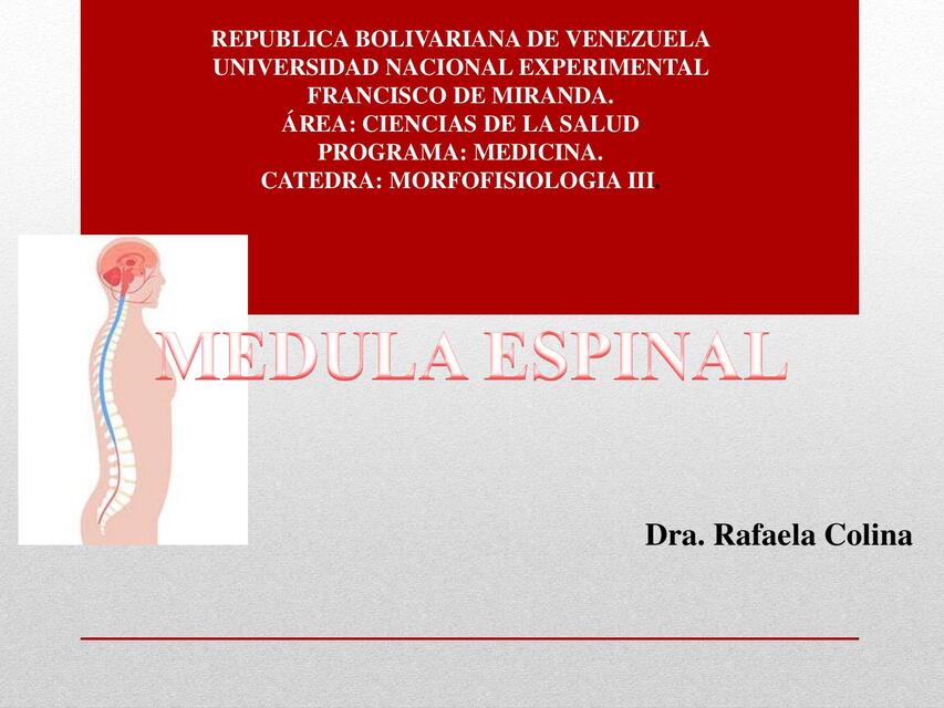 Flashcards de Medula Espinal | Por José Alberto | uDocz