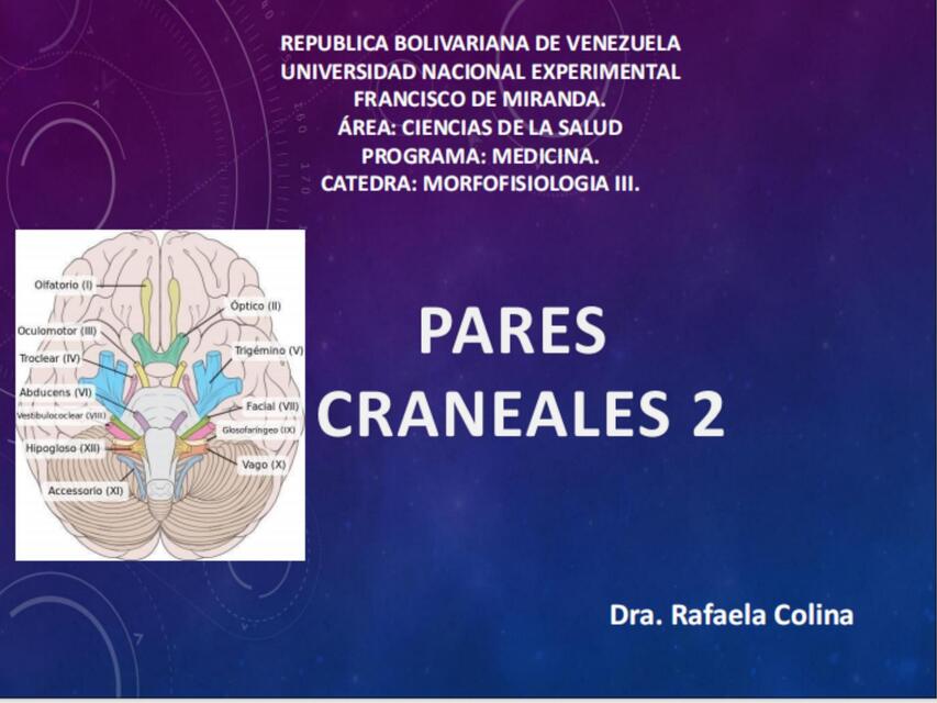 Pares craneales | José Alberto | uDocz