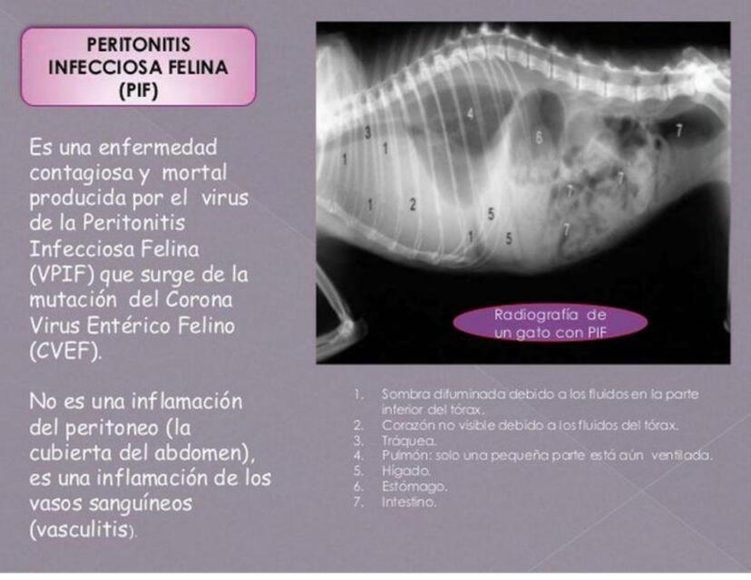Peritonitis infecciosa felina | fraii | uDocz