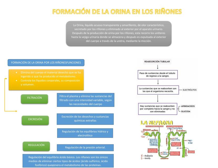Formación de la Orina en los Riñones | mishel mantilla | uDocz