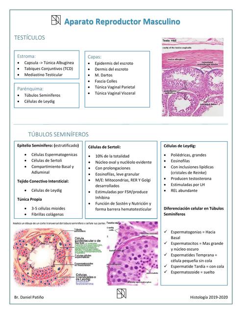 GUIA APARATO REPRODUCTOR MASCULINO HISTO | Daniel Patiño | uDocz