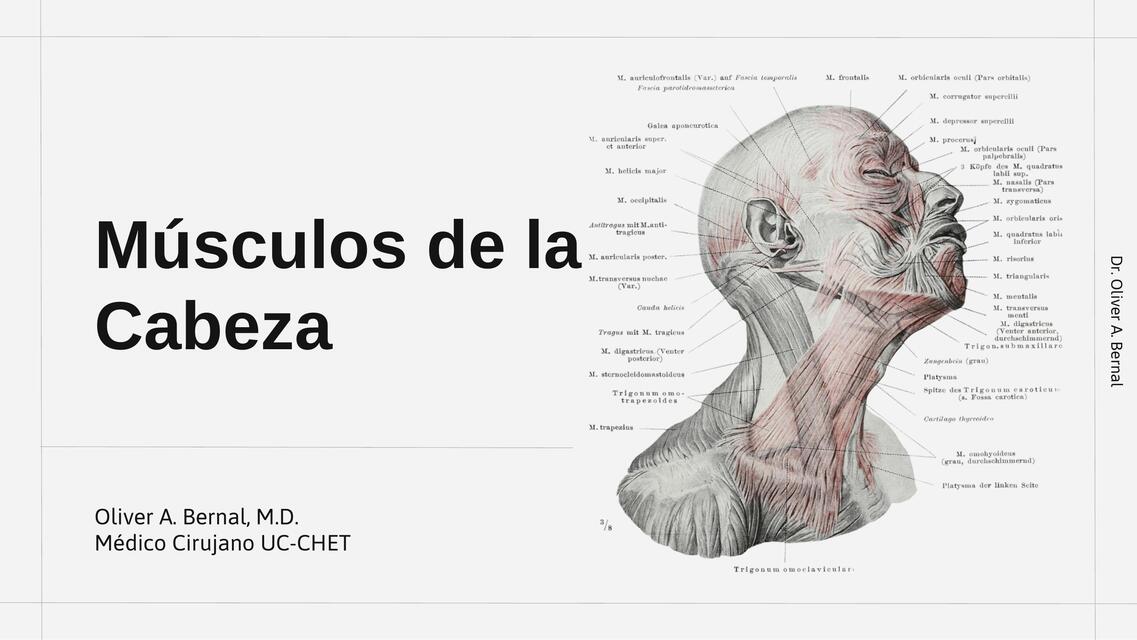 Músculos de la Cabeza | Sol | uDocz