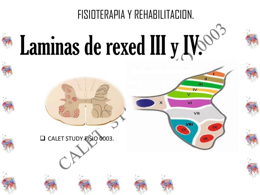 laminas de rexed III Y IV | CALET STUDY FISIO 0003. | uDocz