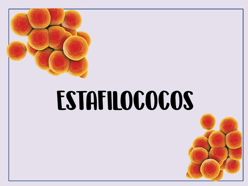 Estafilococos y estreptococos | genesis | uDocz