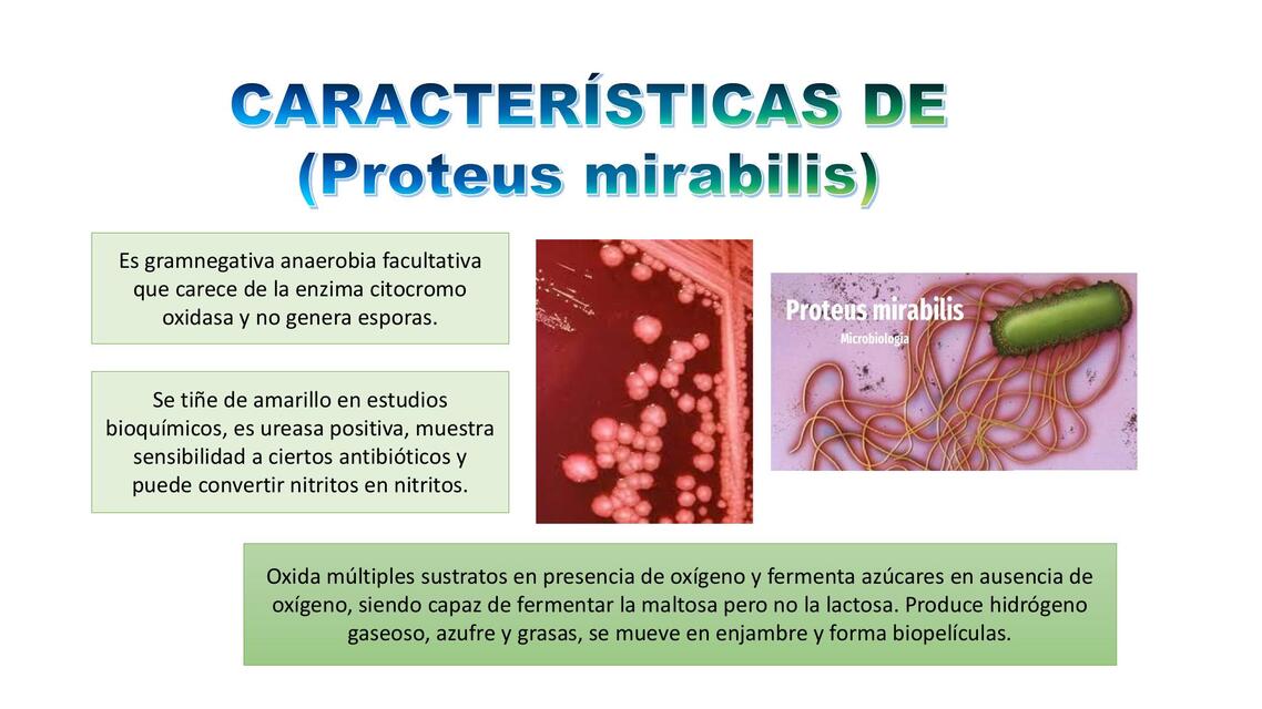 Proteus mirabilis | Jhosi | uDocz