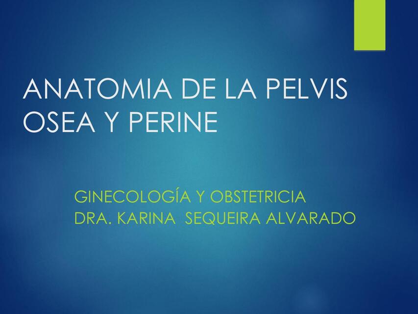 Anatomía de las pelvia ósea y periné | Sara | uDocz