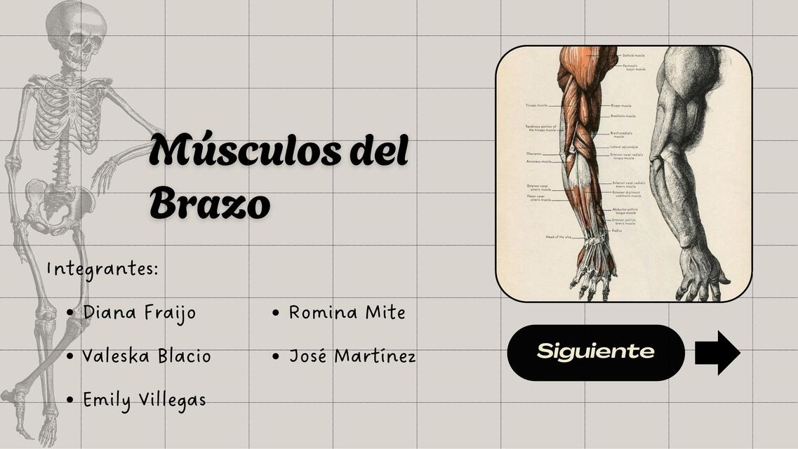 Generalidades del brazo, hueso humero, músculos e inervación | Diana ...