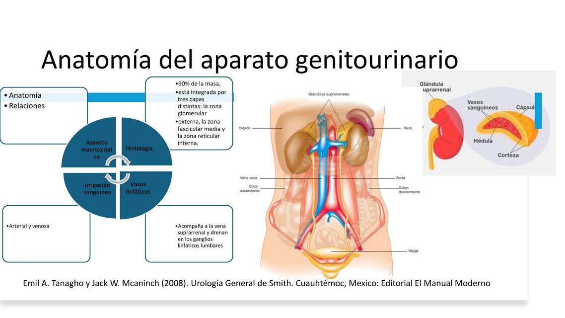 anatomia genitourinario | Edwin | uDocz